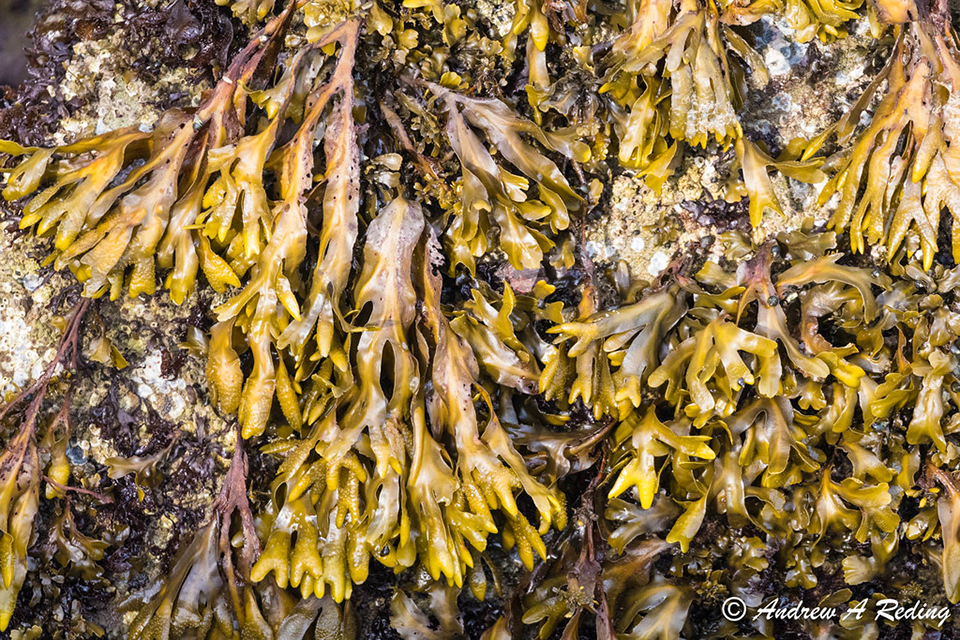 qw’aqwuqw | Bladderwrack Kelp – Plants in the Hul’q’umi’num’ World