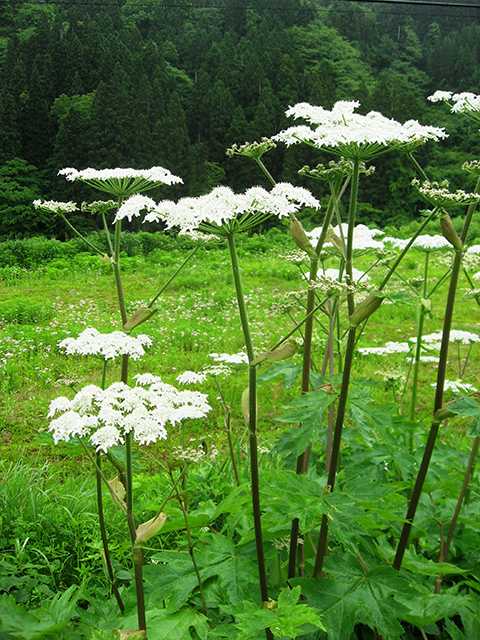 saaqw’ | Cow Parsnip – Plants in the Hul’q’umi’num’ World