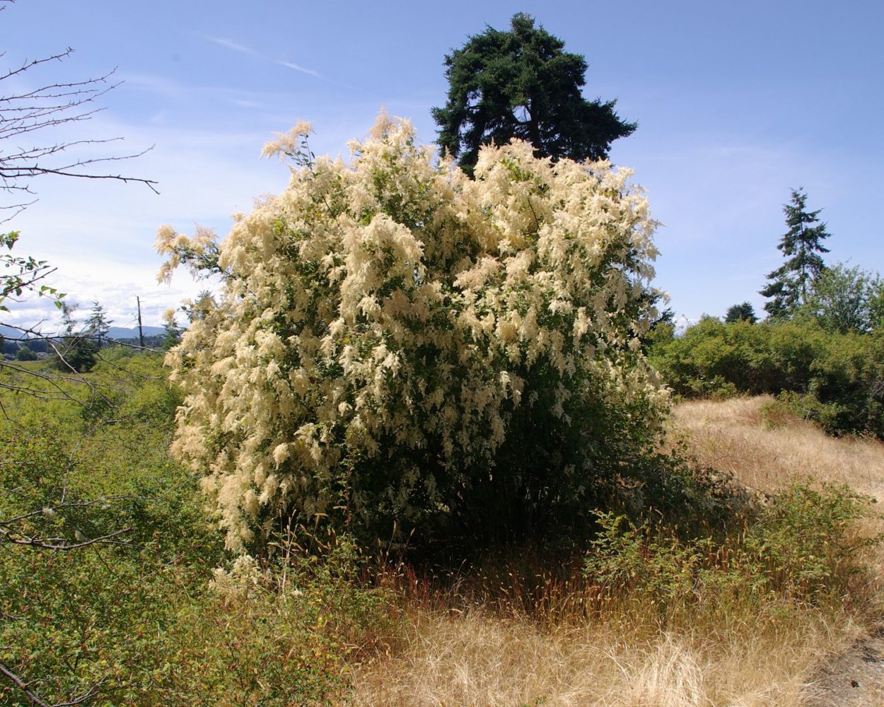 qethulhp | Ocean Spray – Plants in the Hul’q’umi’num’ World