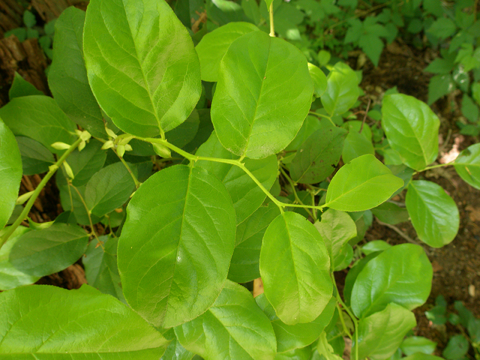 t’eqe’ | Salal – Plants in the Hul’q’umi’num’ World