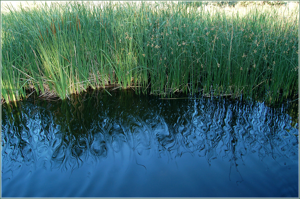 wool’ | Tule – Plants in the Hul’q’umi’num’ World