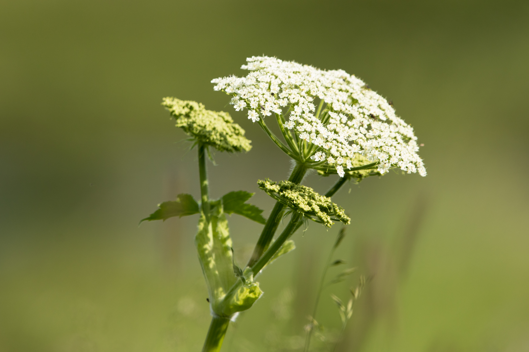 saaqw’ | Cow Parsnip – Plants in the Hul’q’umi’num’ World