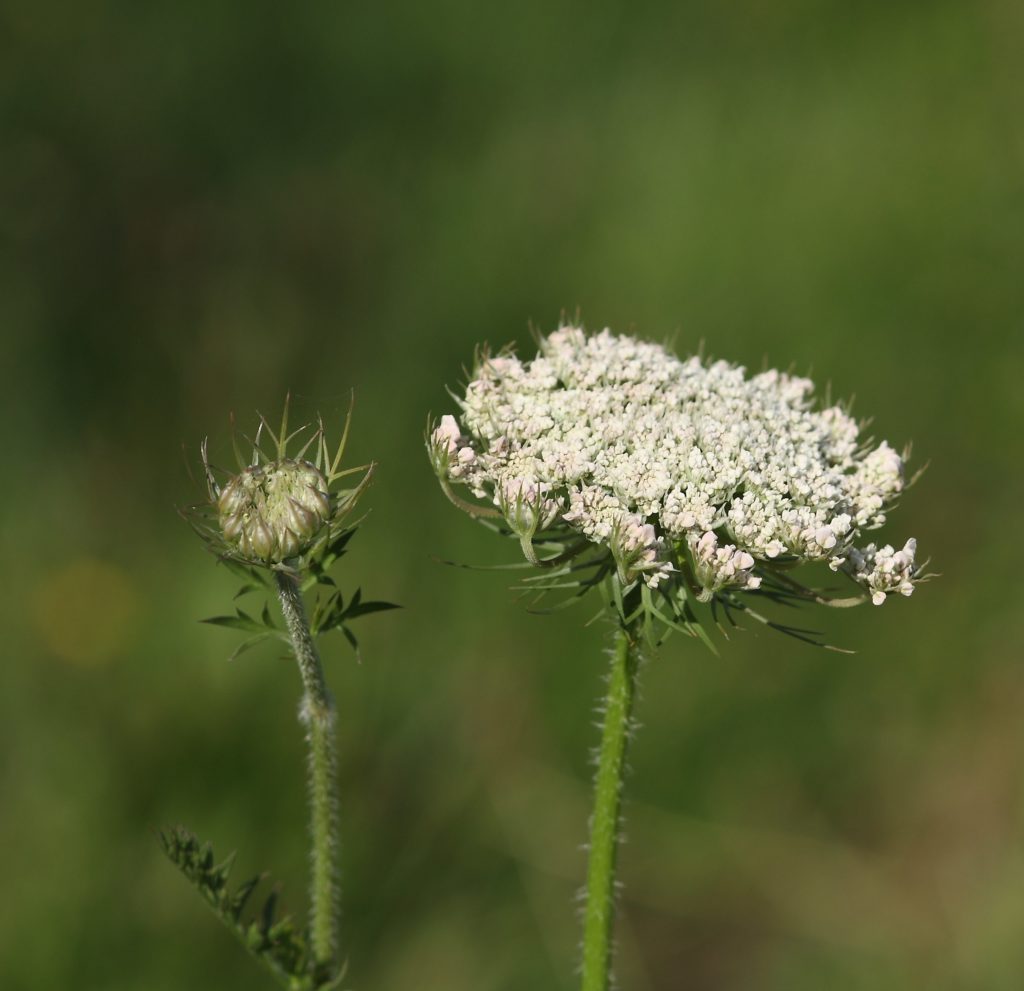 shewuq | Wild Carrot – Plants in the Hul’q’umi’num’ World