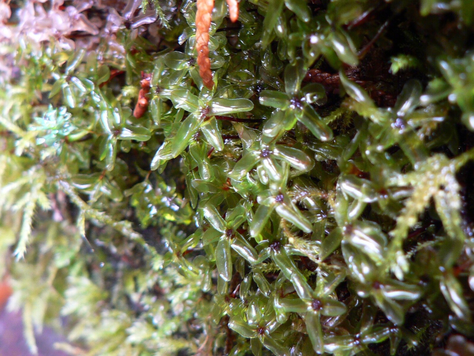 q’uts’i’ | Moss – Plants in the Hul’q’umi’num’ World
