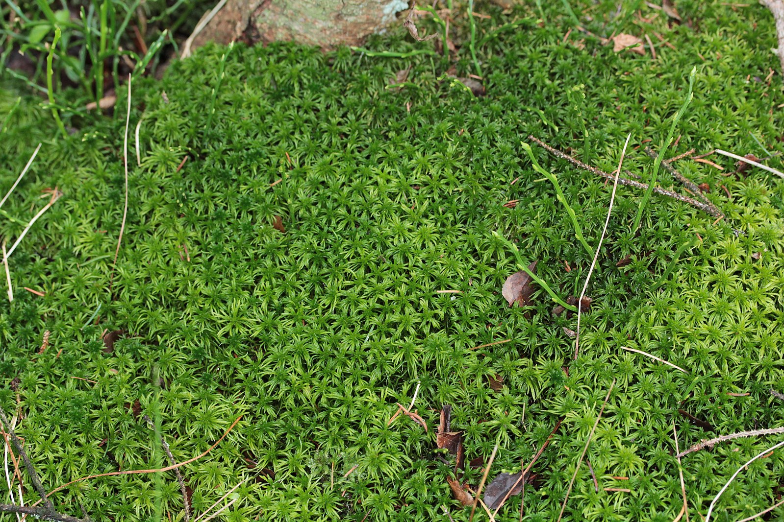 q’uts’i’ | Moss – Plants in the Hul’q’umi’num’ World