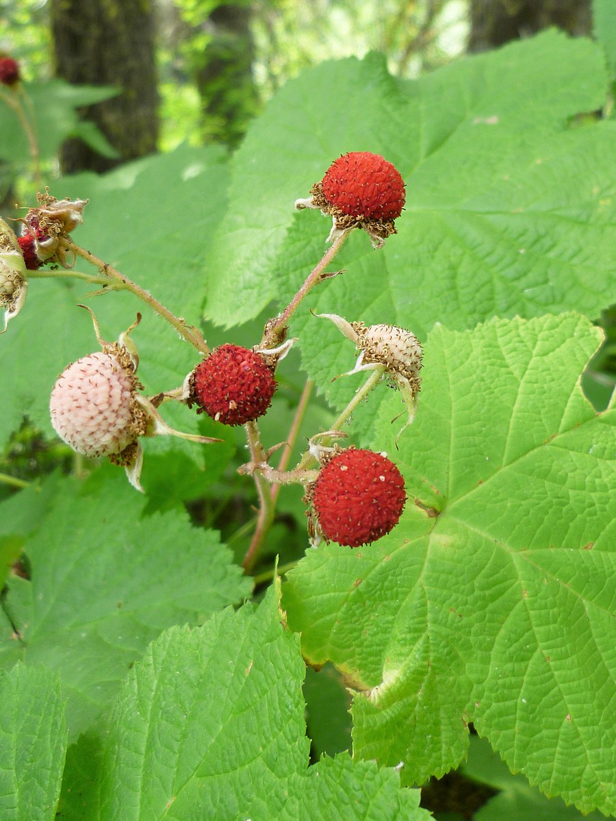 t’uqwum’ | Thimbleberry – Plants in the Hul’q’umi’num’ World