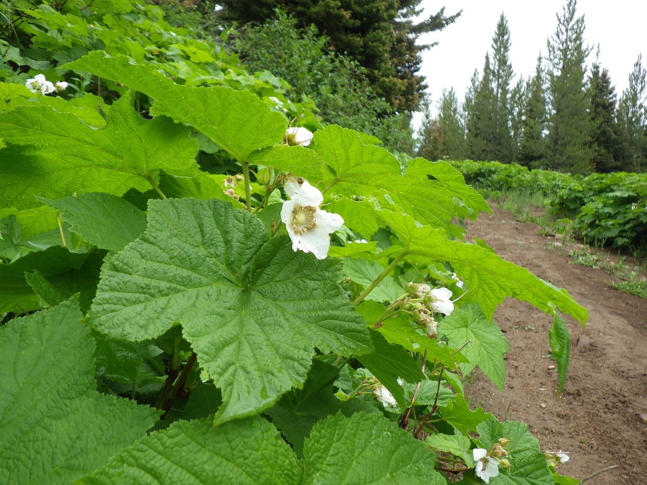 t’uqwum’ | Thimbleberry – Plants in the Hul’q’umi’num’ World
